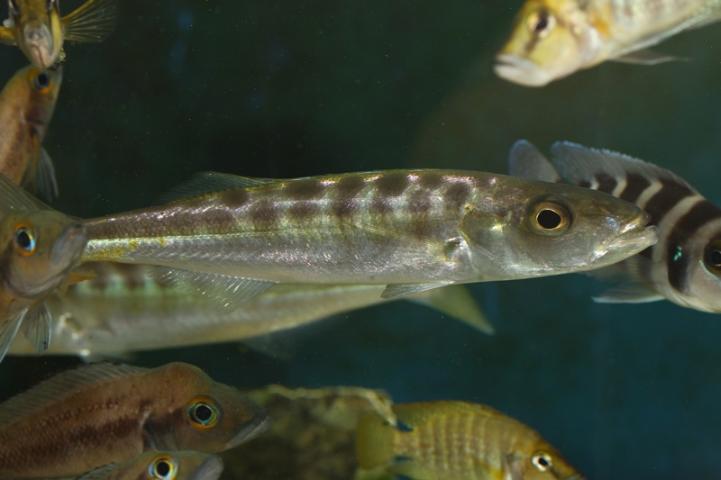 Bathybates fasciatus 'Kasanga'
