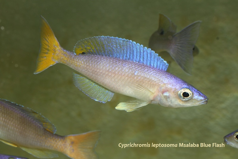 Cyprichromis leptosoma 'Msalaba'