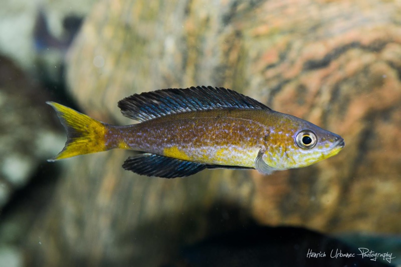 Cyprichromis microlepidotus 'Mboko'