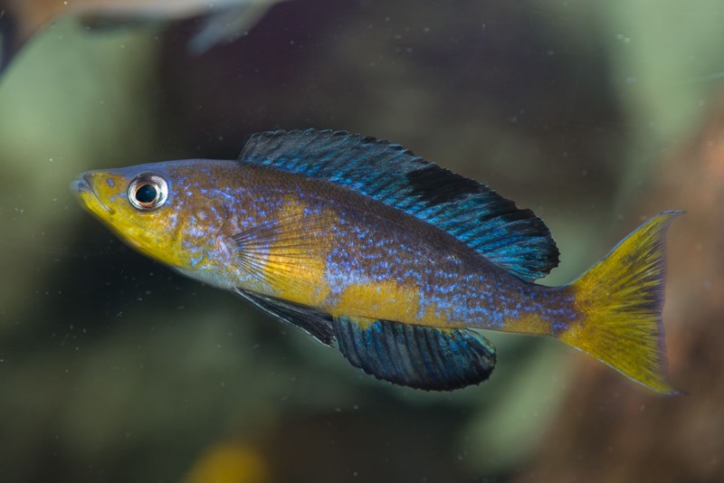 Cyprichromis microlepidotus 'Mboko'