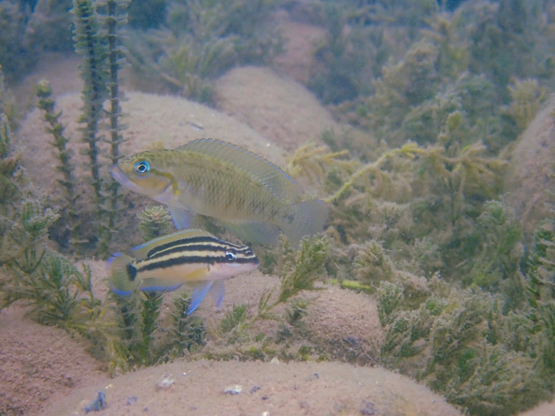 Julidochromis ornatus 'Mpulungu'