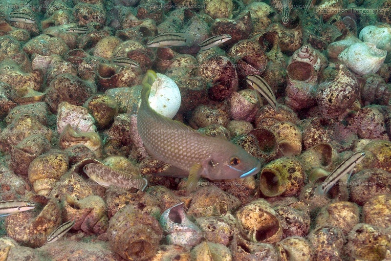 Lamprologus callipterus 'Ulwile Island'