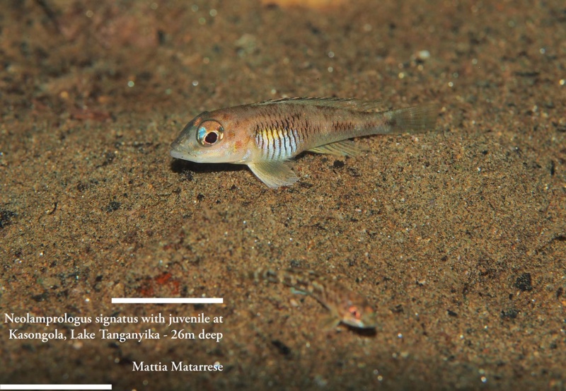 Lamprologus signatus 'Kasongola'