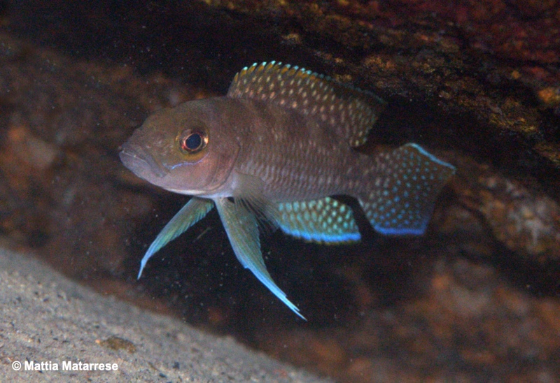 Neolamprologus cf. ventralis 'Lwili Island'