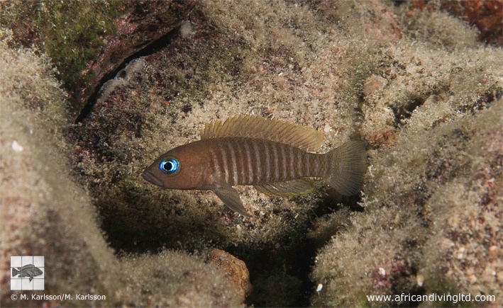 Neolamprologus multifasciatus 'Mpando Point'