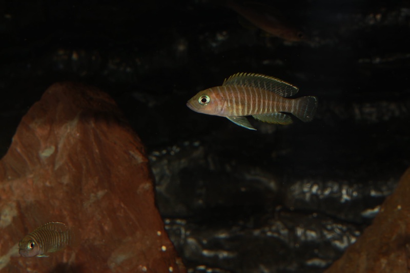 Neolamprologus similis 'Cape Kabogo'