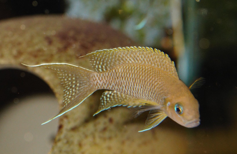 Neolamprologus sp. 'princess lyamembe' (unknown locality ...