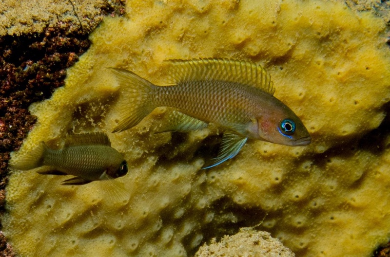 Neolamprologus walteri 'Gombe NP'