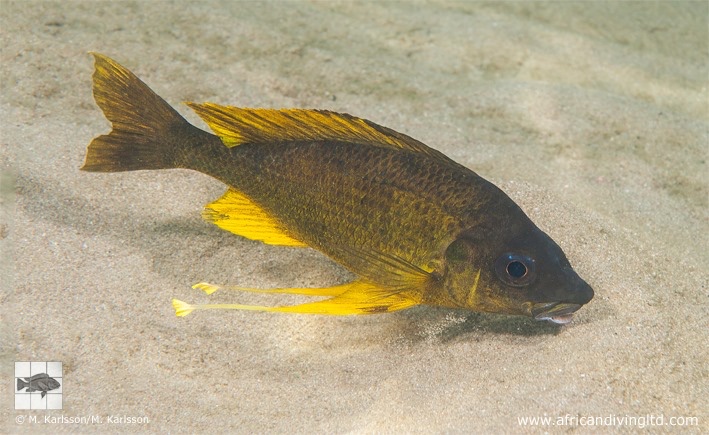 Ophthalmotilapia cf. nasuta 'Mongwe Reefs'; Ophthalmotilapia sp ...
