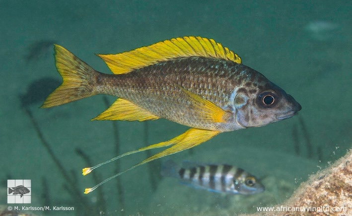 Ophthalmotilapia cf. nasuta 'Wampembe'; Ophthalmotilapia sp. 'Nasuta ...