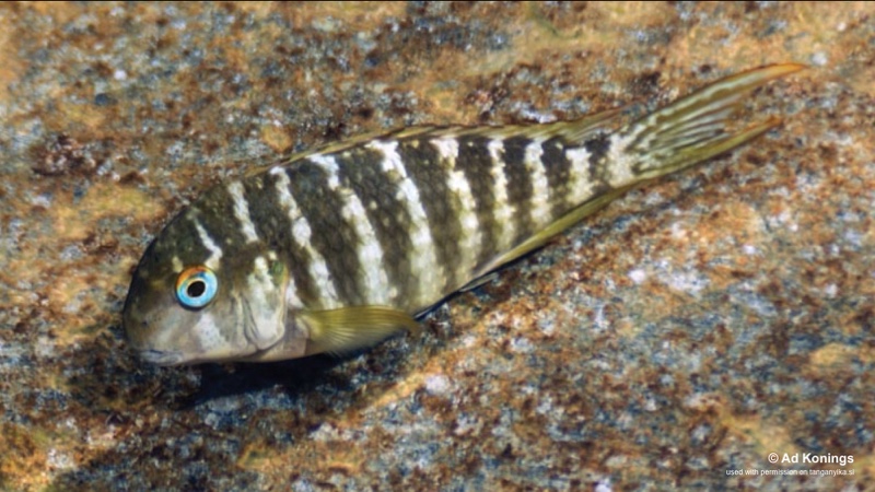 Tropheus annectens 'Katenga'