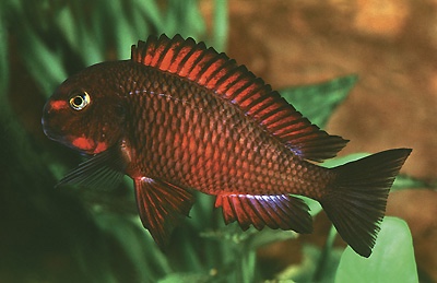 Tropheus sp. 'red' Chimba; Red Zambia Moorii