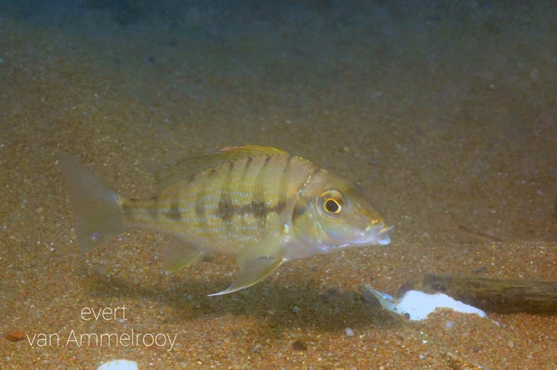 Tylochromis polylepis 'Ndole Bay'