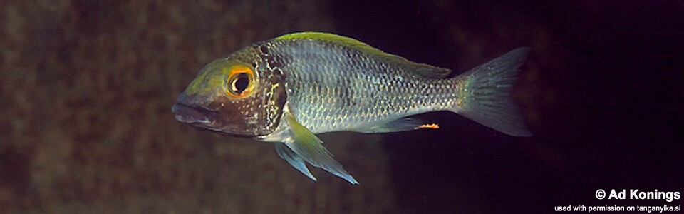 Callochromis macrops 'Namansi'; Callochromis sp. 'Macrops Goldstreak ...
