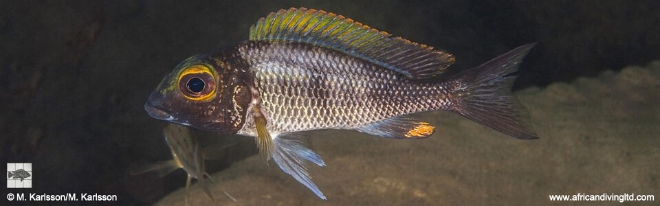 Callochromis macrops 'Wampembe'; Callochromis sp. 'Macrops Goldstreak ...
