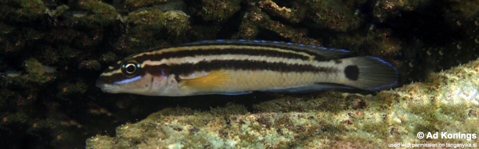 Julidochromis ornatus 'Isanga Bay'