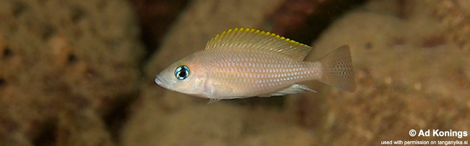 Neolamprologus caudopunctatus 'Kambwimba'