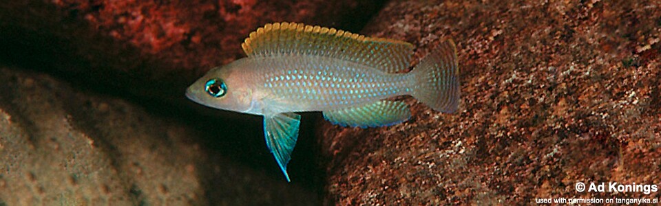 Neolamprologus caudopunctatus 'Kapampa'