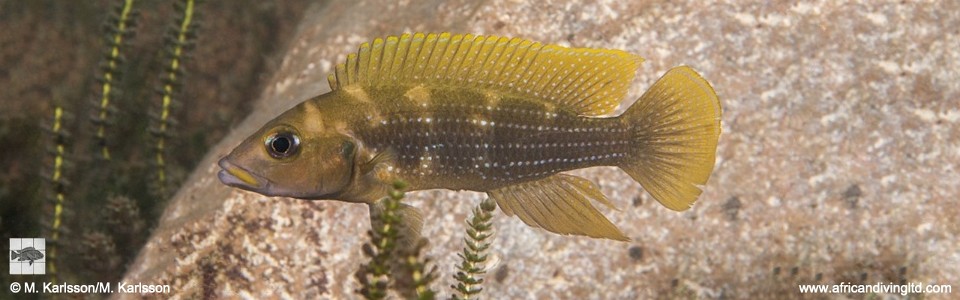Neolamprologus tetracanthus 'Kasola Island'; Neolamprologus brevianalis ...